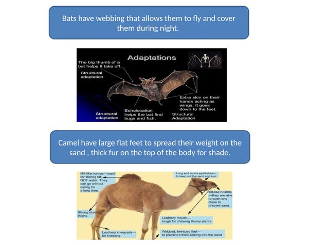 Animal adaptations bareilly college.pptx