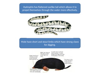 Animal adaptations bareilly college.pptx