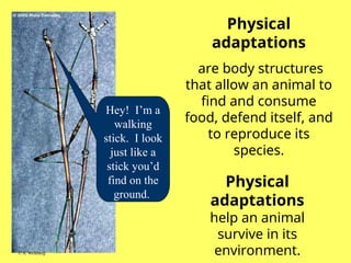 animal adaption lesson to learned in science | PPT