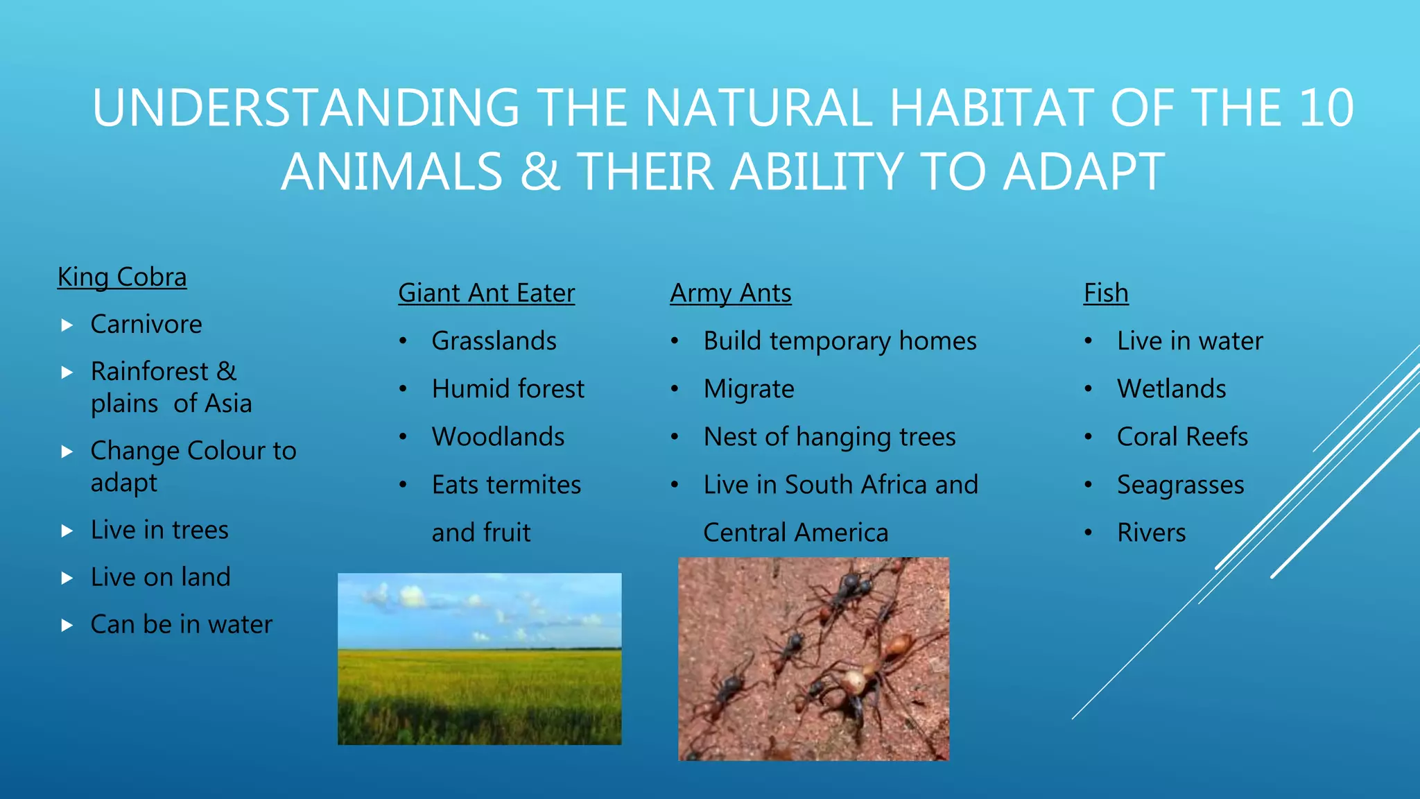 Animal adaptations by jack | PPT