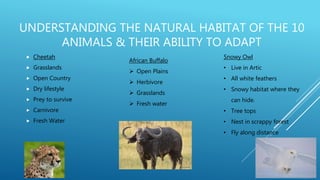 Animal adaptations by jack | PPT