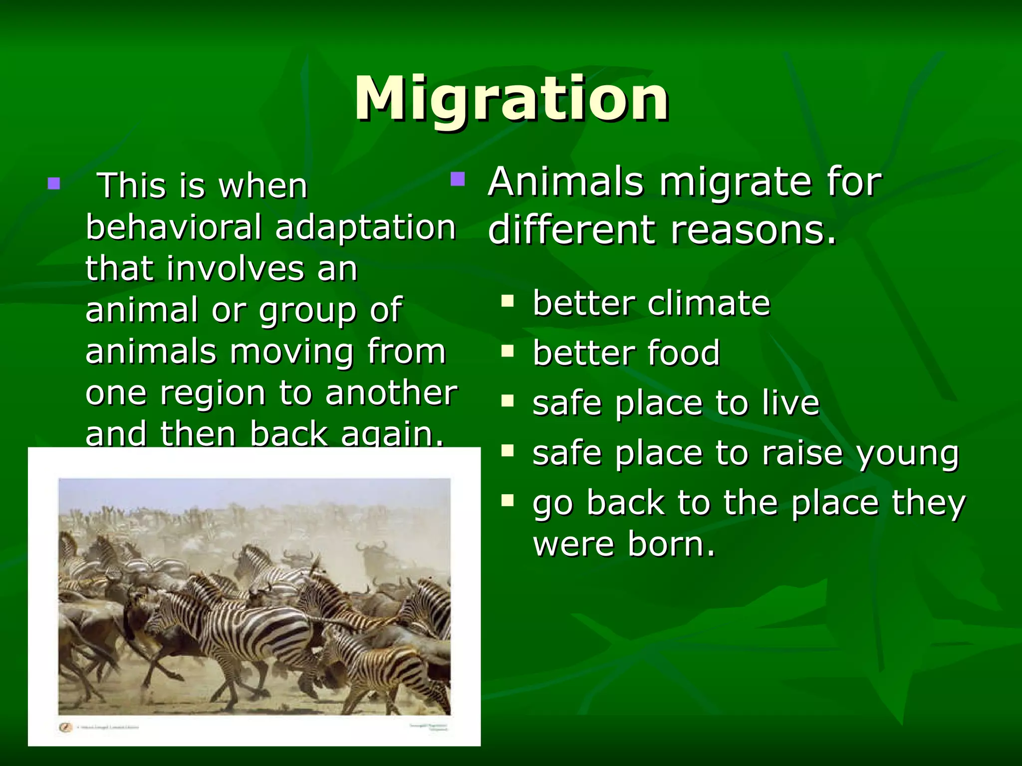 Animal adaptations i | PPT