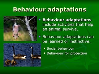 Animal adaptations i | PPT