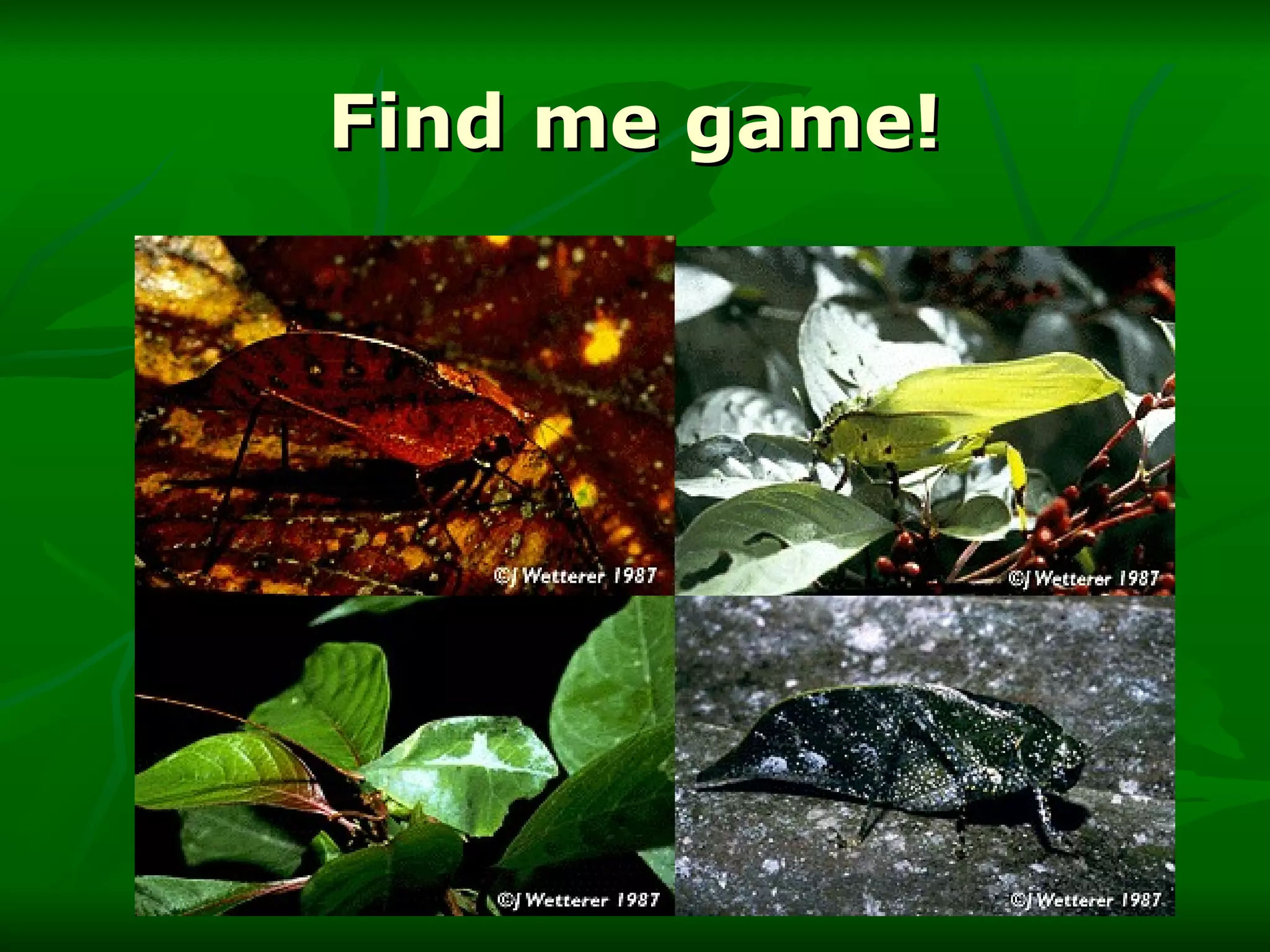 Animal adaptations i | PPT