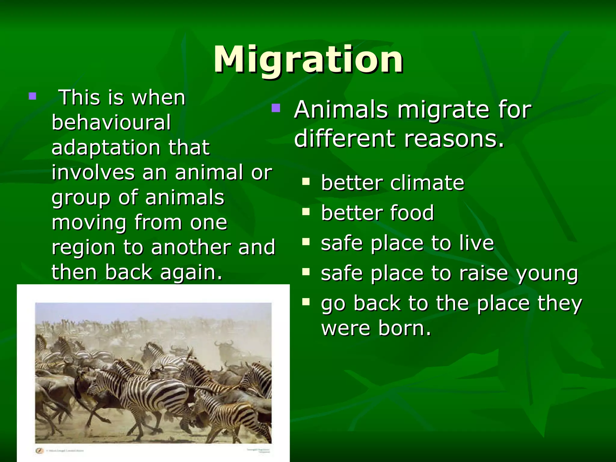 Animal adaptations i | PPT
