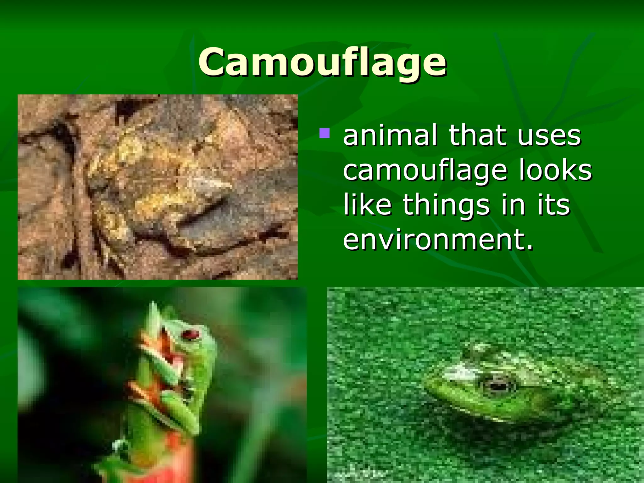 Animal adaptations i | PPT