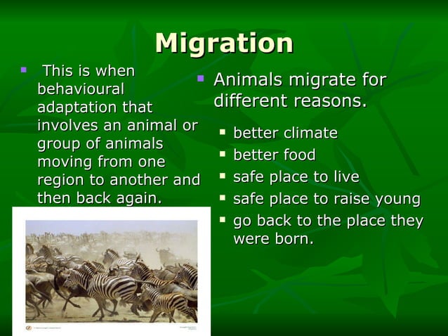 Animal adaptations i | PPT