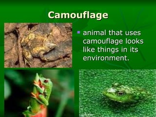 Animal adaptations i | PPT