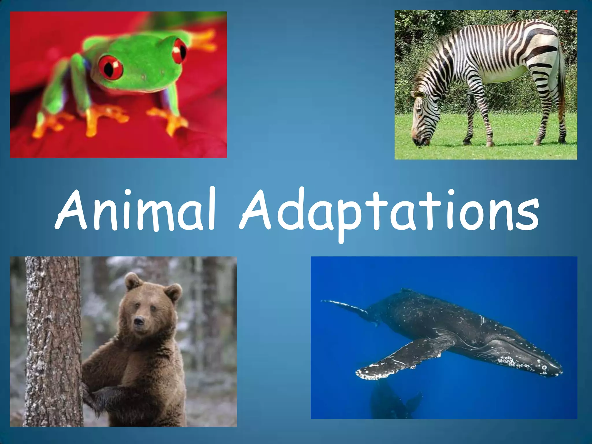 Animal adaptations introduction | PPTX