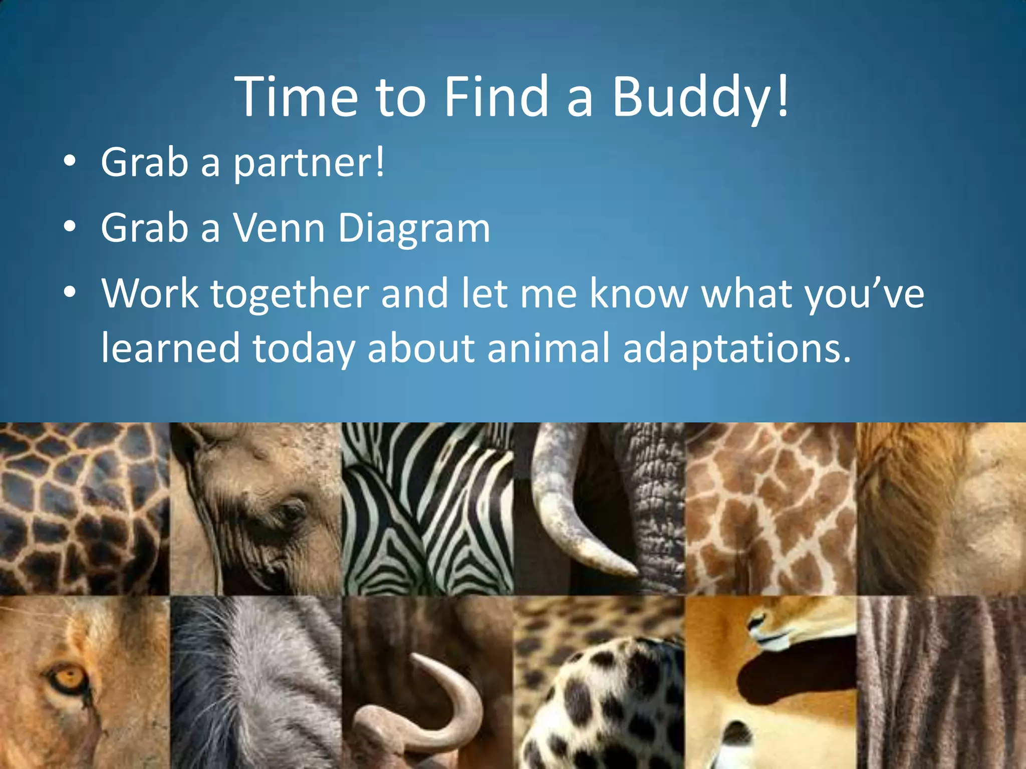 Animal adaptations introduction | PPTX