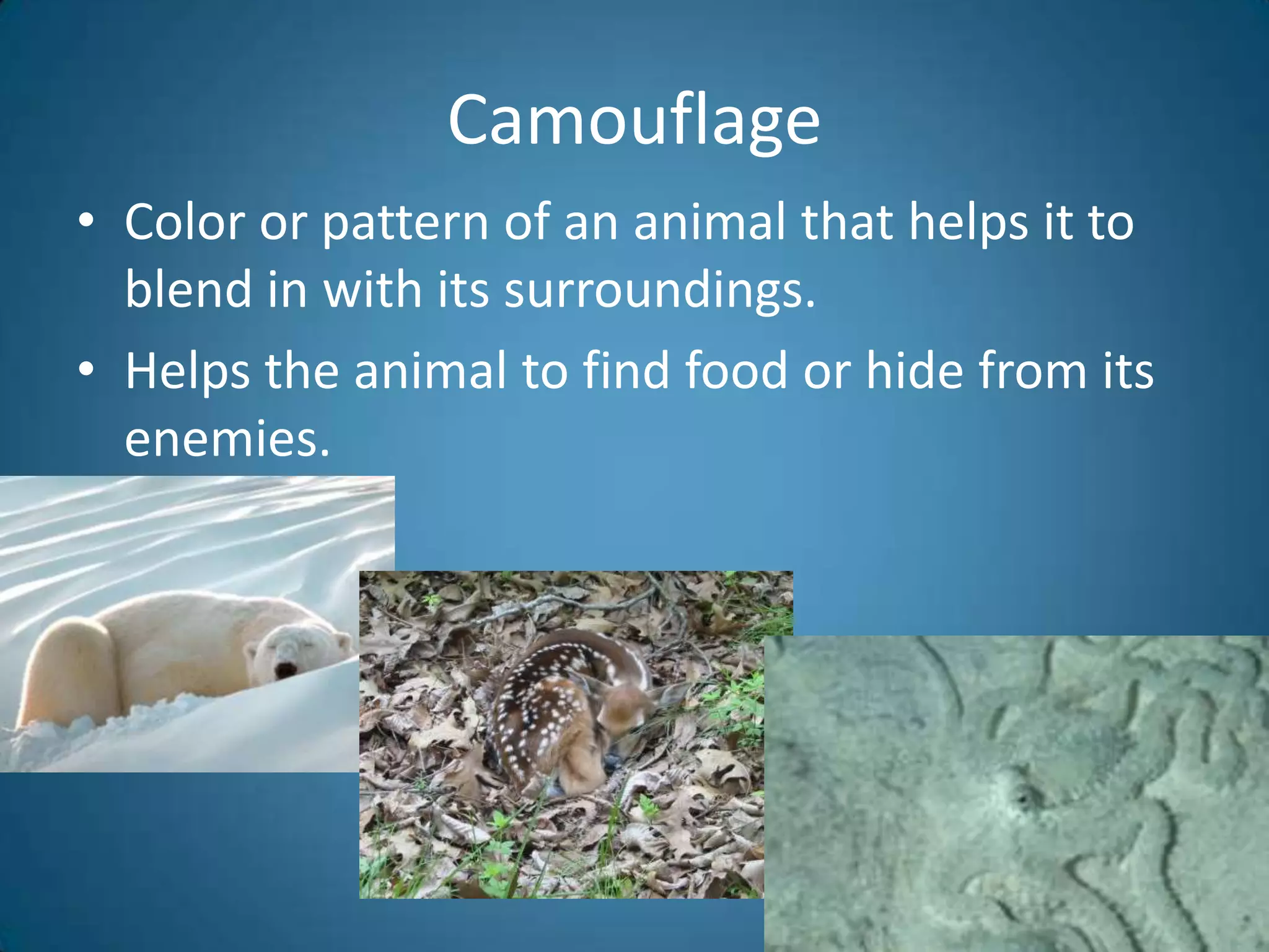 Animal adaptations introduction | PPTX