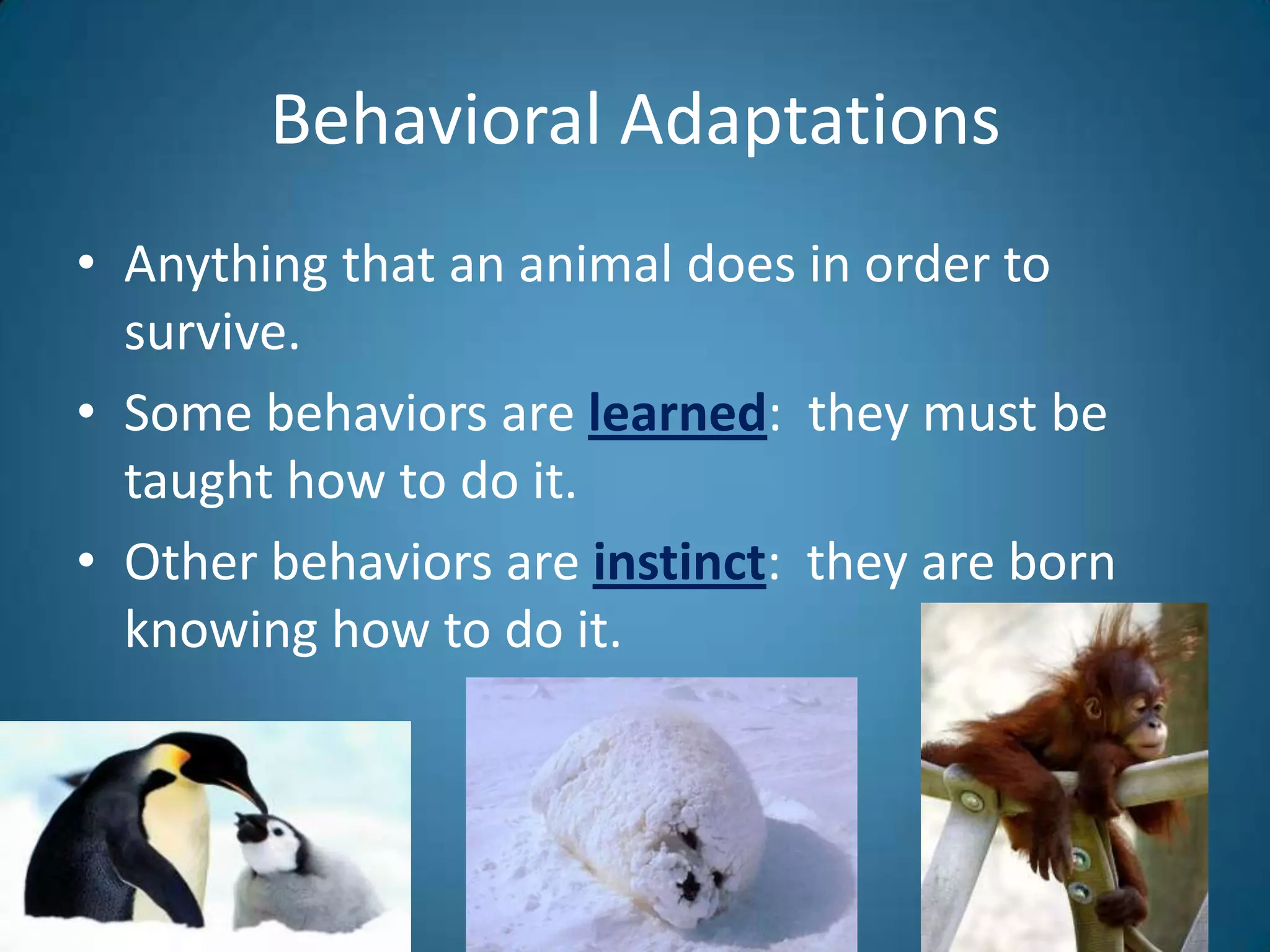 Animal adaptations introduction | PPTX