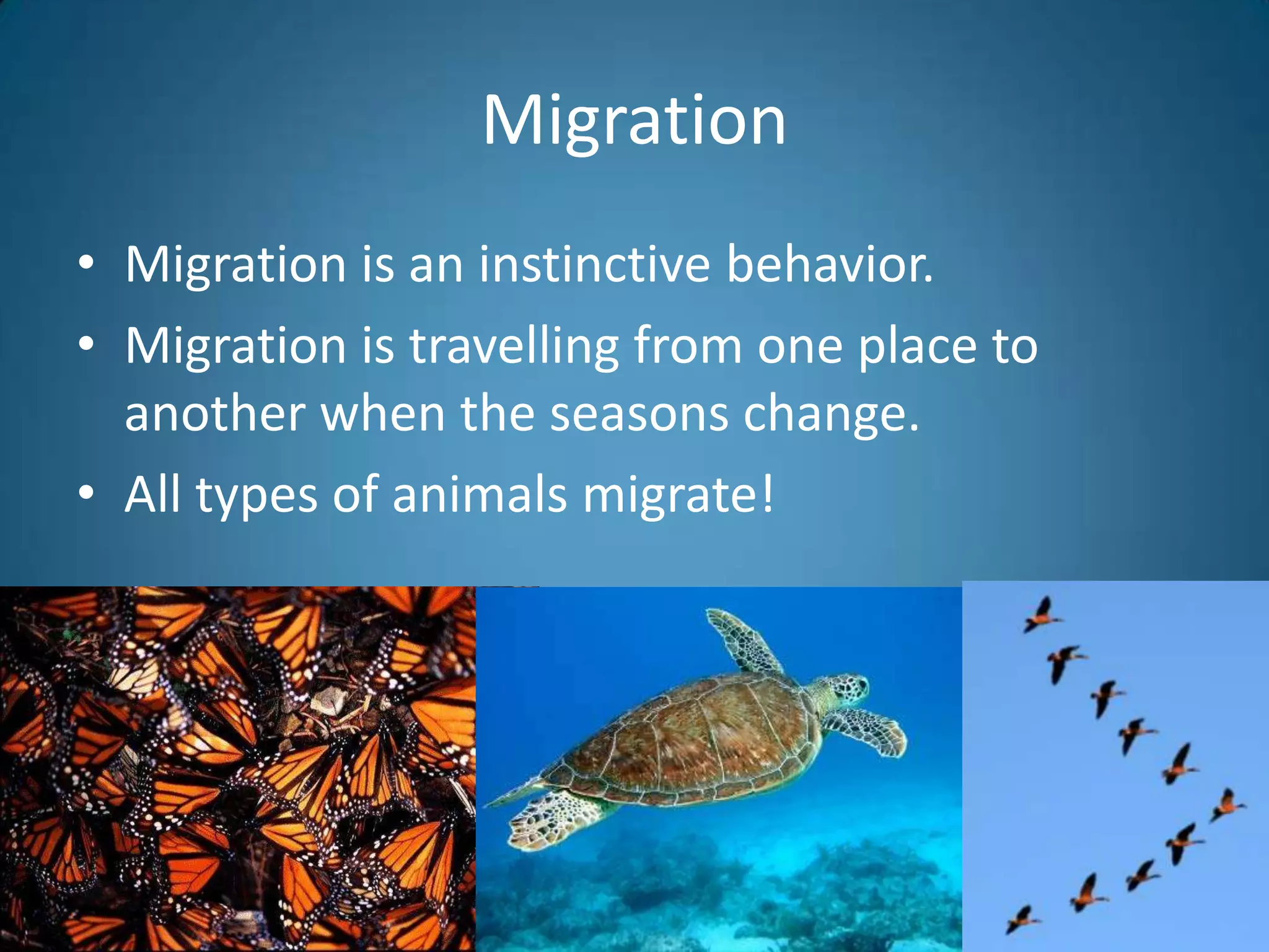 Animal adaptations introduction | PPTX