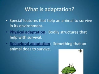 Animal adaptations introduction | PPTX