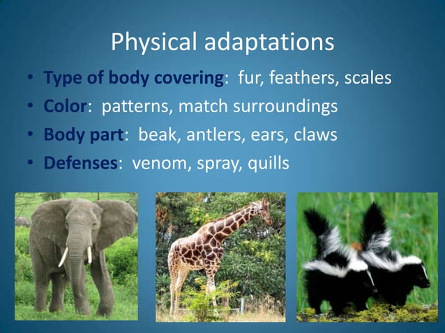 Animal adaptations introduction | PPTX | Reptiles | Pets