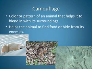 Animal adaptations introduction | PPTX