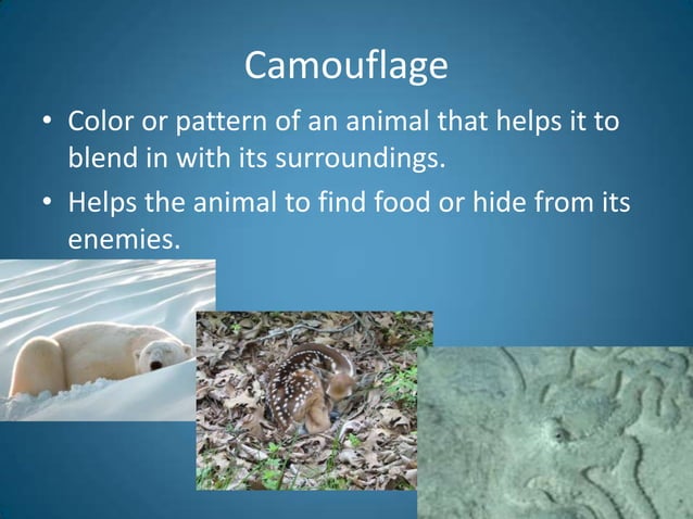 Animal adaptations introduction | PPTX | Reptiles | Pets
