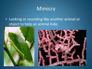 Animal adaptations introduction | PPTX