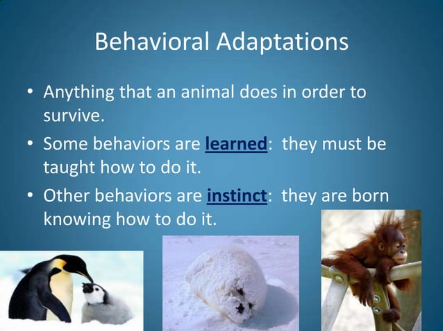 Animal adaptations introduction | PPTX | Reptiles | Pets