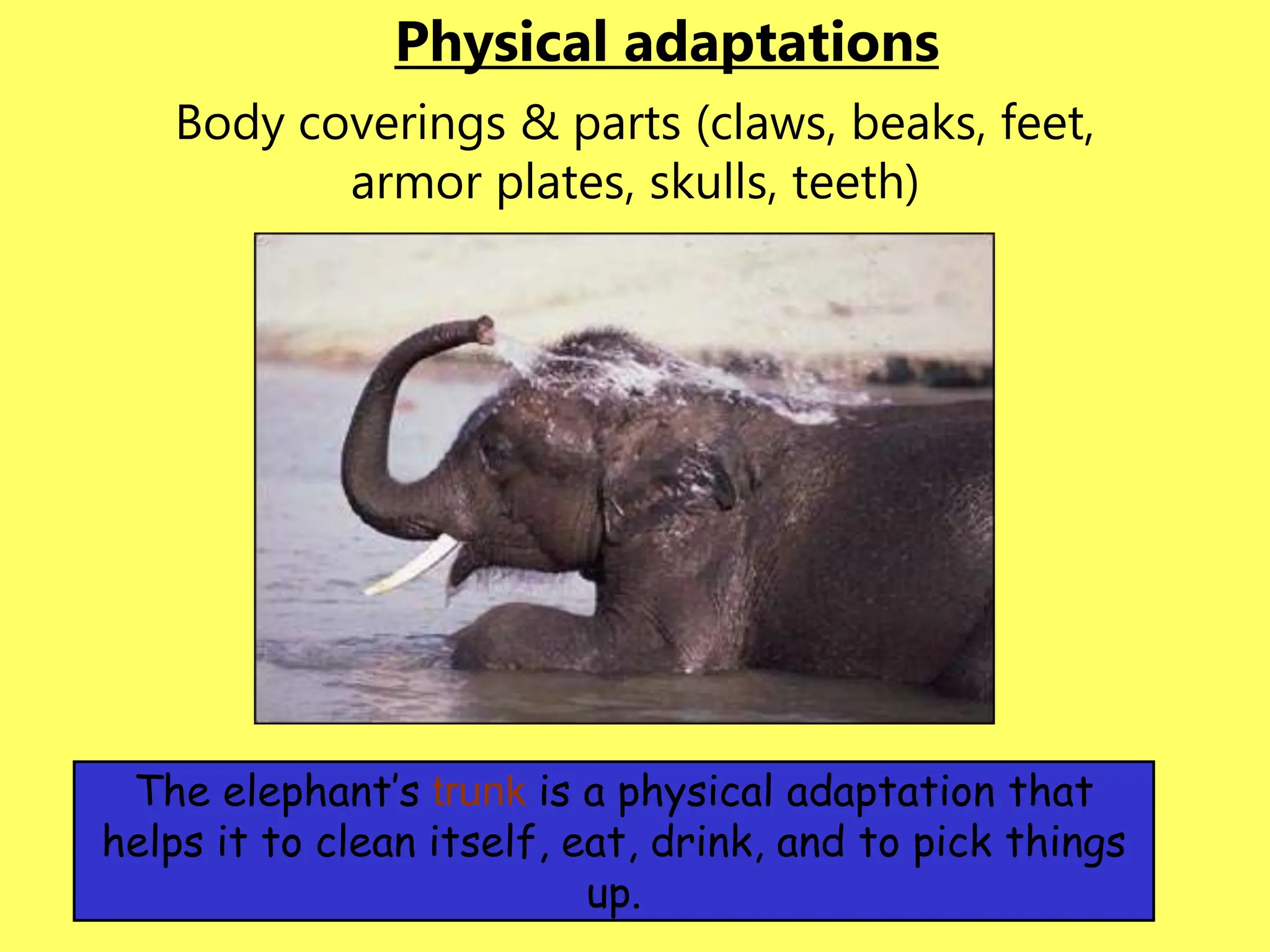 animal_adaptations physical investigation.ppt