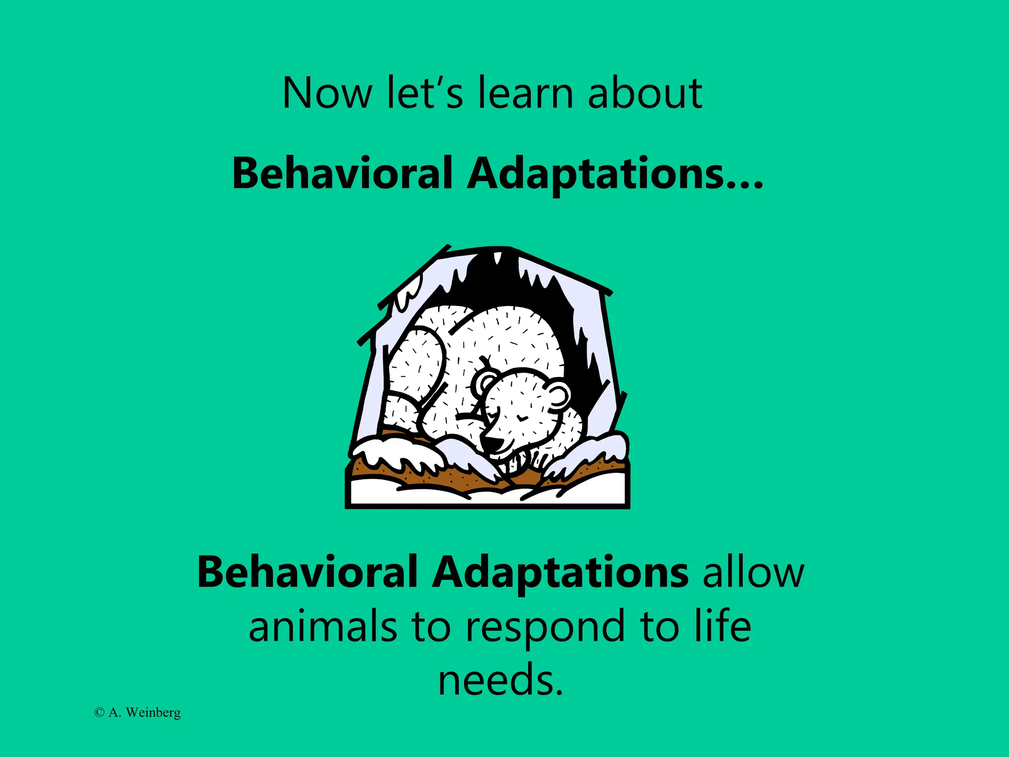 animal_adaptations physical investigation.ppt