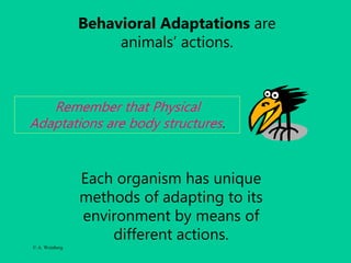 animal_adaptations physical investigation.ppt