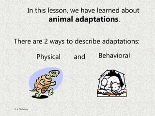 animal_adaptations physical investigation.ppt