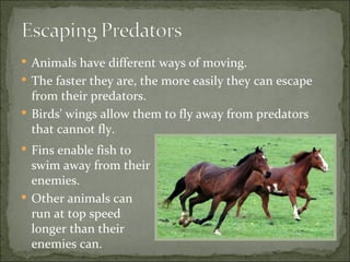 Animal adaptationspowerpointlesson1 | PPT | Birds | Pets