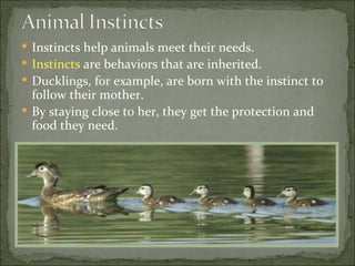 Animal adaptationspowerpointlesson1 | PPT