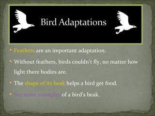 Animal adaptationspowerpointlesson1 | PPT | Birds | Pets