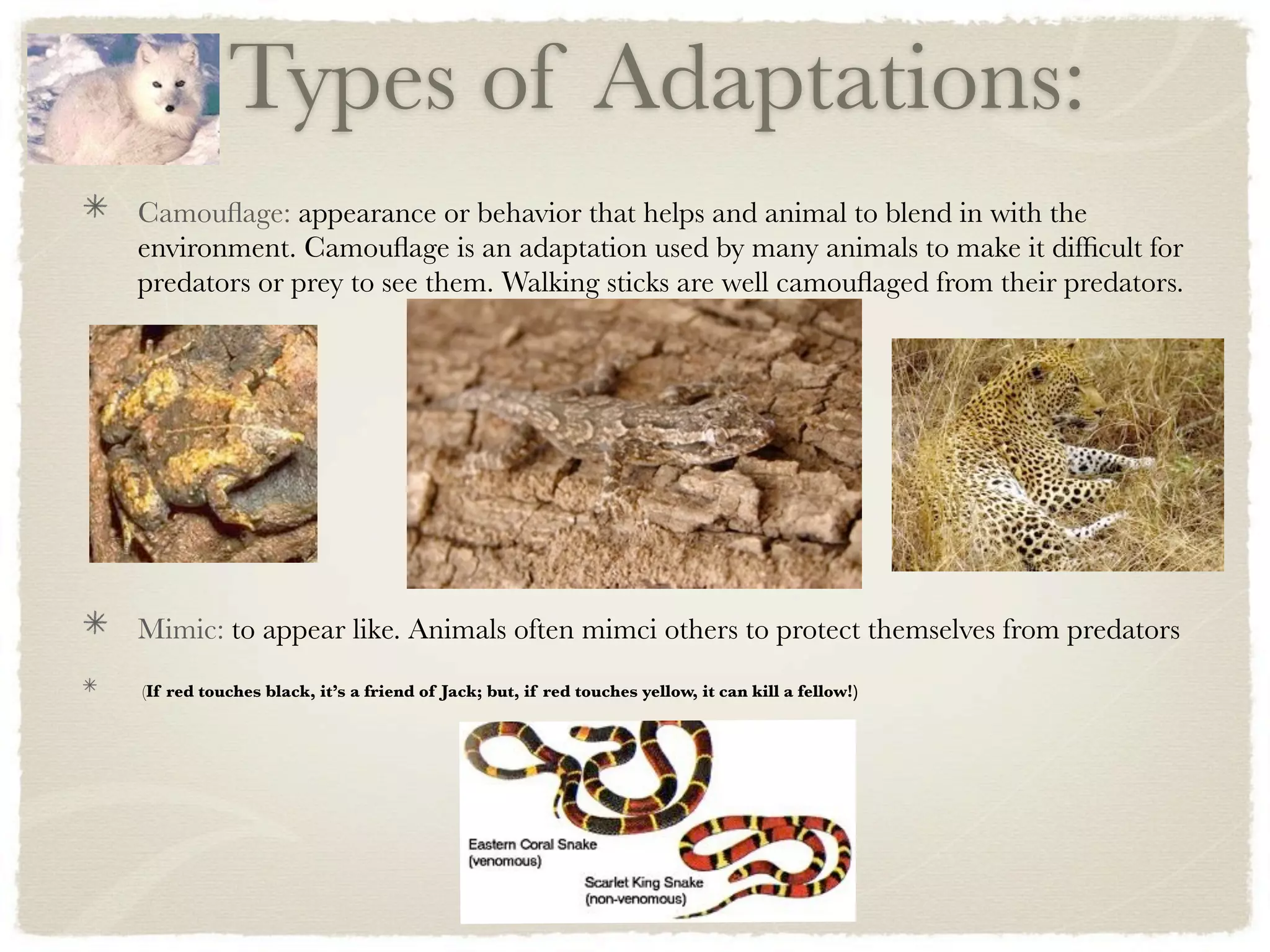 Animal adaptations presentation | KEY