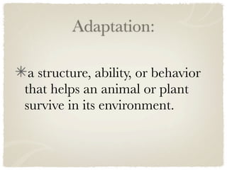 Animal adaptations presentation | KEY
