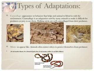 Animal adaptations presentation | KEY