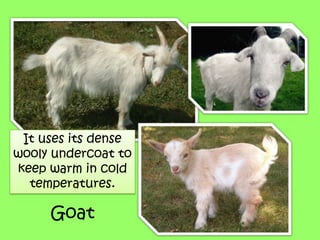 Animal Adaptations | PPTX | Birds | Pets