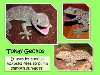 Animal Adaptations | PPTX | Birds | Pets