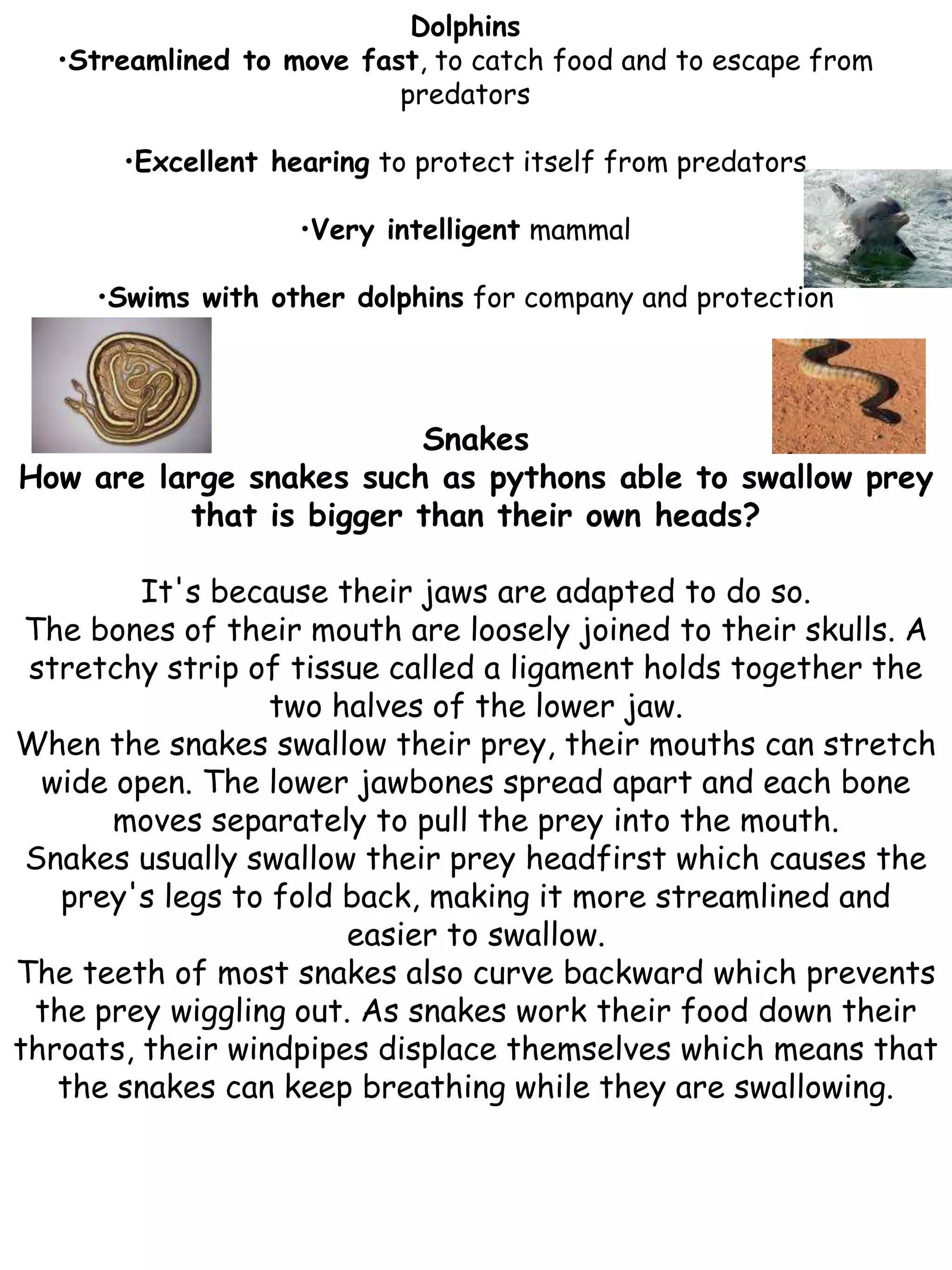Paw Creek Animal adaptations | PPTX
