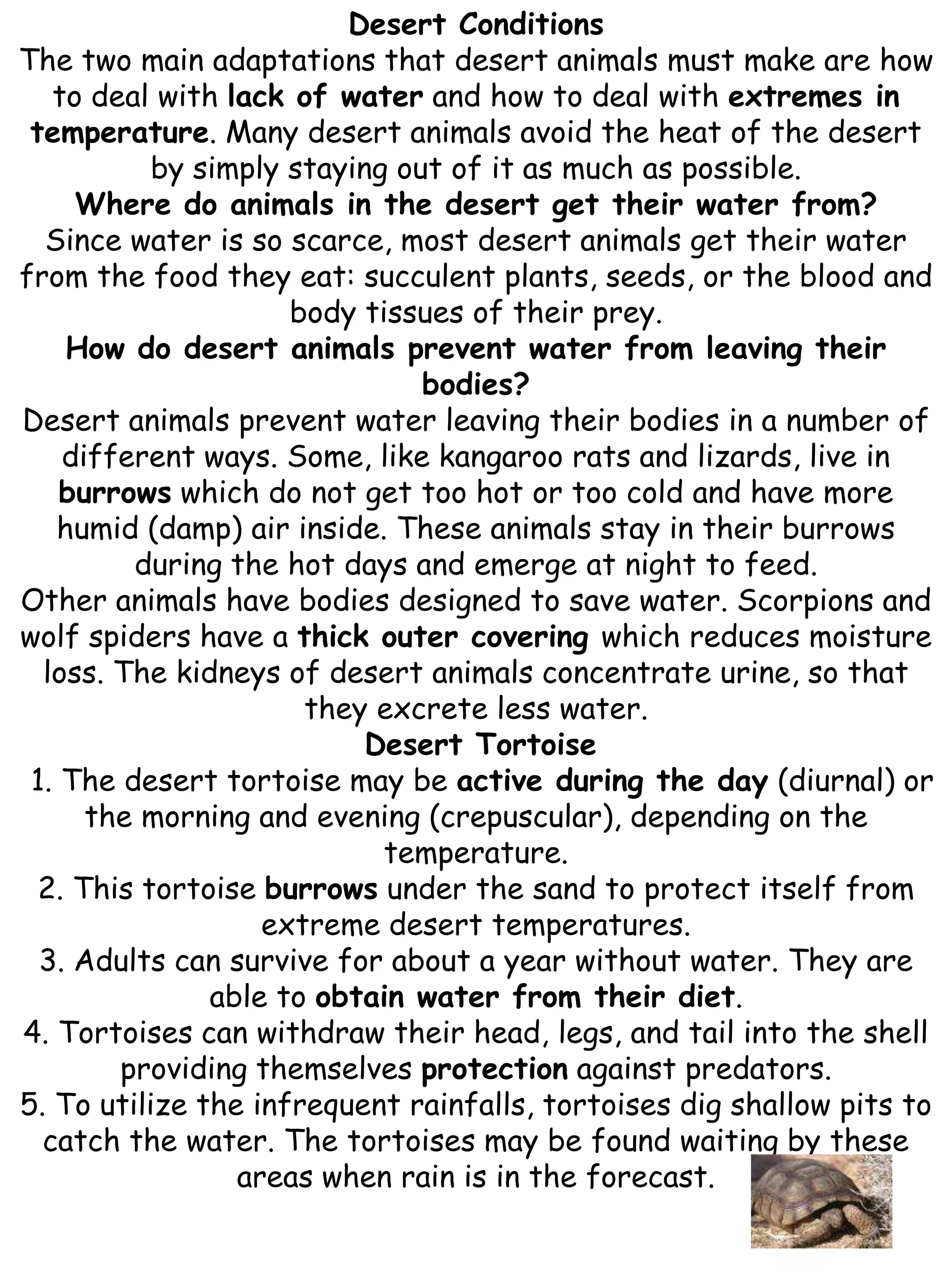 Paw Creek Animal adaptations | PPTX