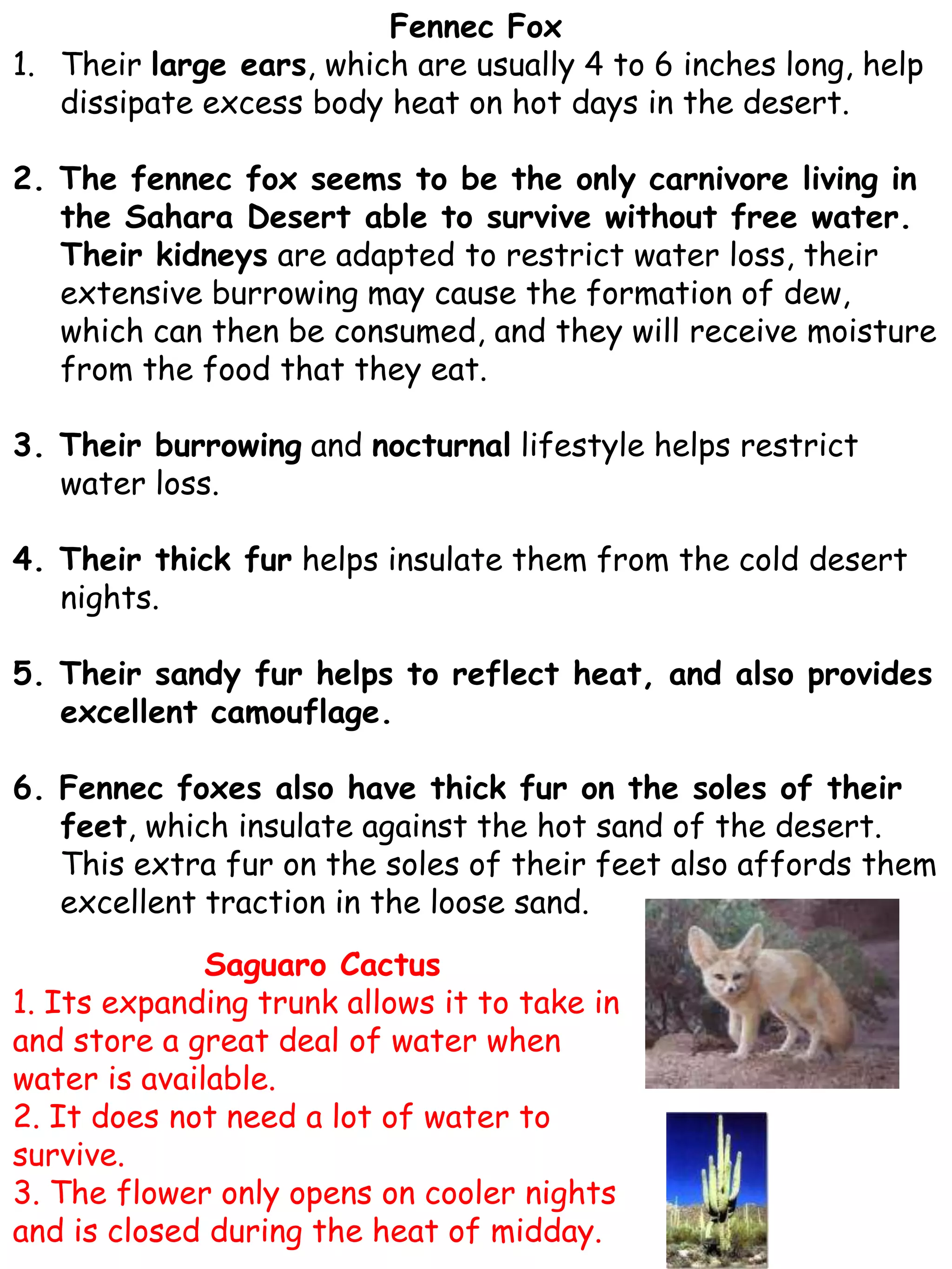 Paw Creek Animal adaptations | PPTX