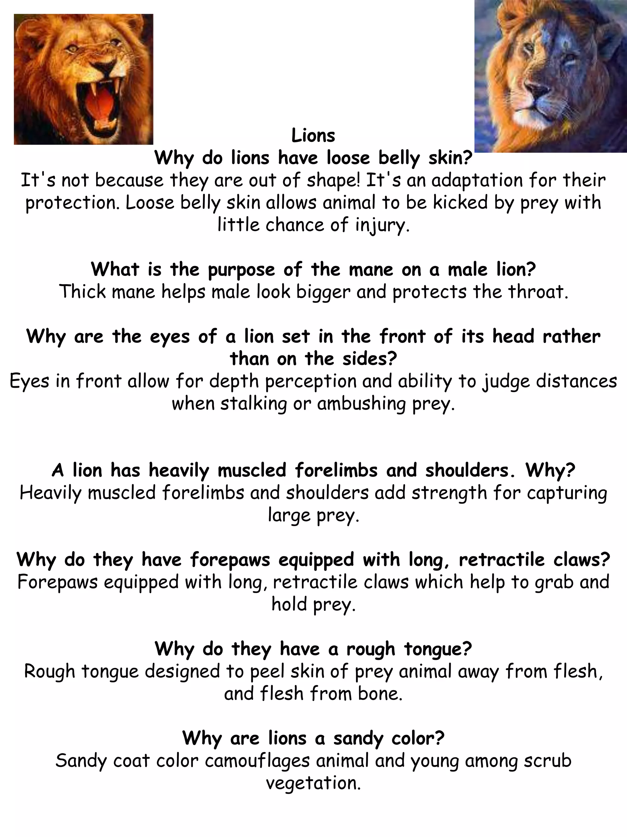 Paw Creek Animal adaptations | PPTX