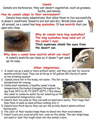Paw Creek Animal adaptations | PPTX