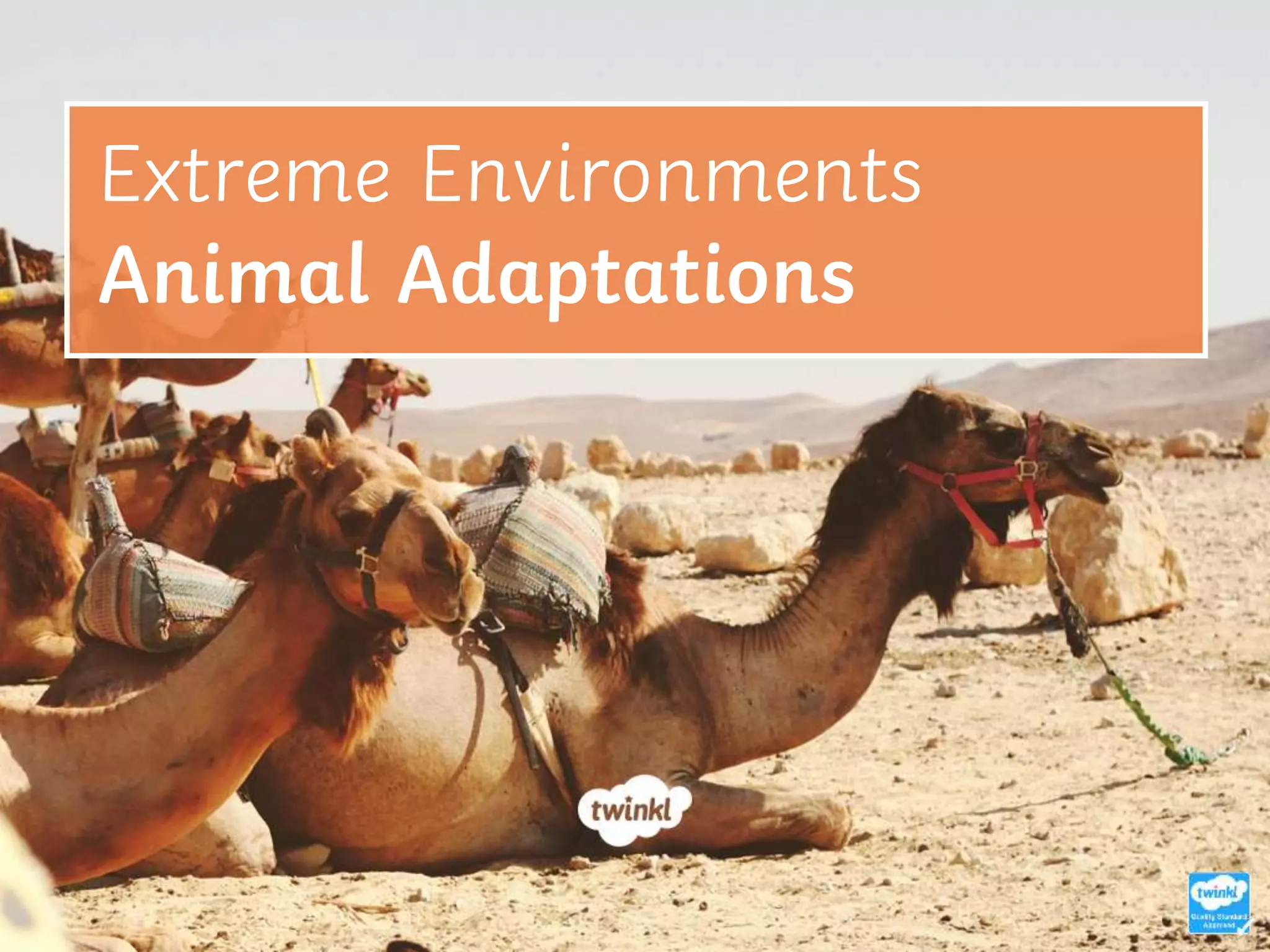 Animal adaptations to extreme environments power point answers removed ...