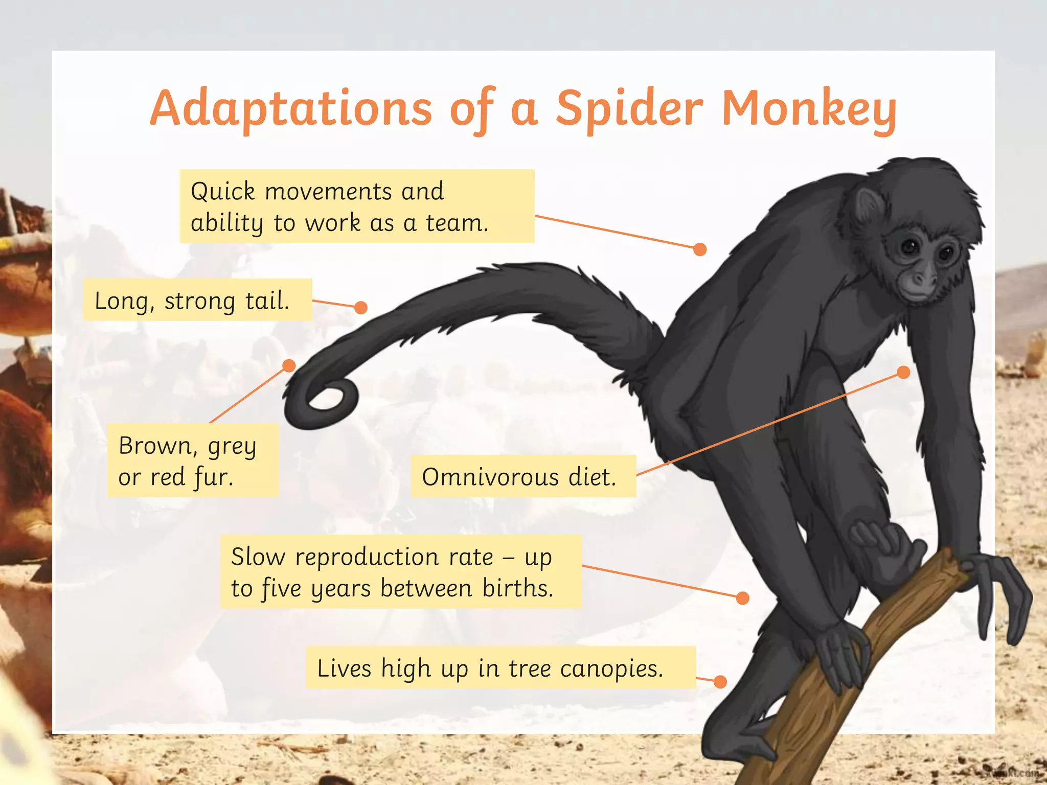Animal adaptations to extreme environments power point answers removed ...