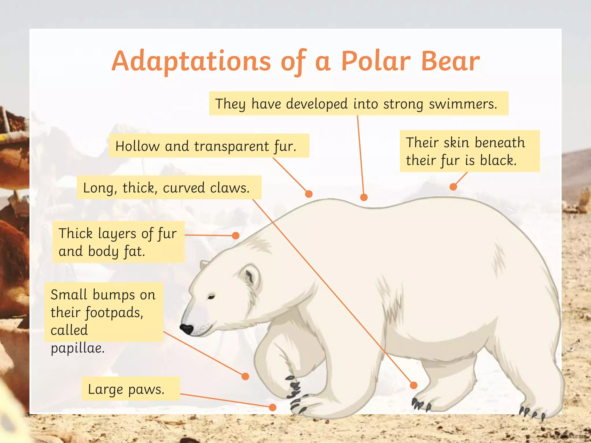 Animal adaptations to extreme environments power point answers removed ...