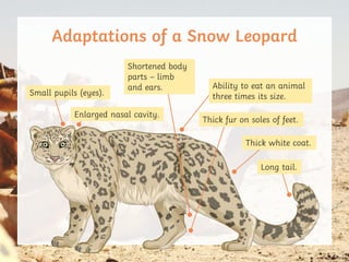 Animal adaptations to extreme environments power point answers removed ...