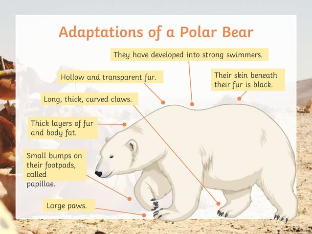 Animal adaptations to extreme environments power point answers removed ...