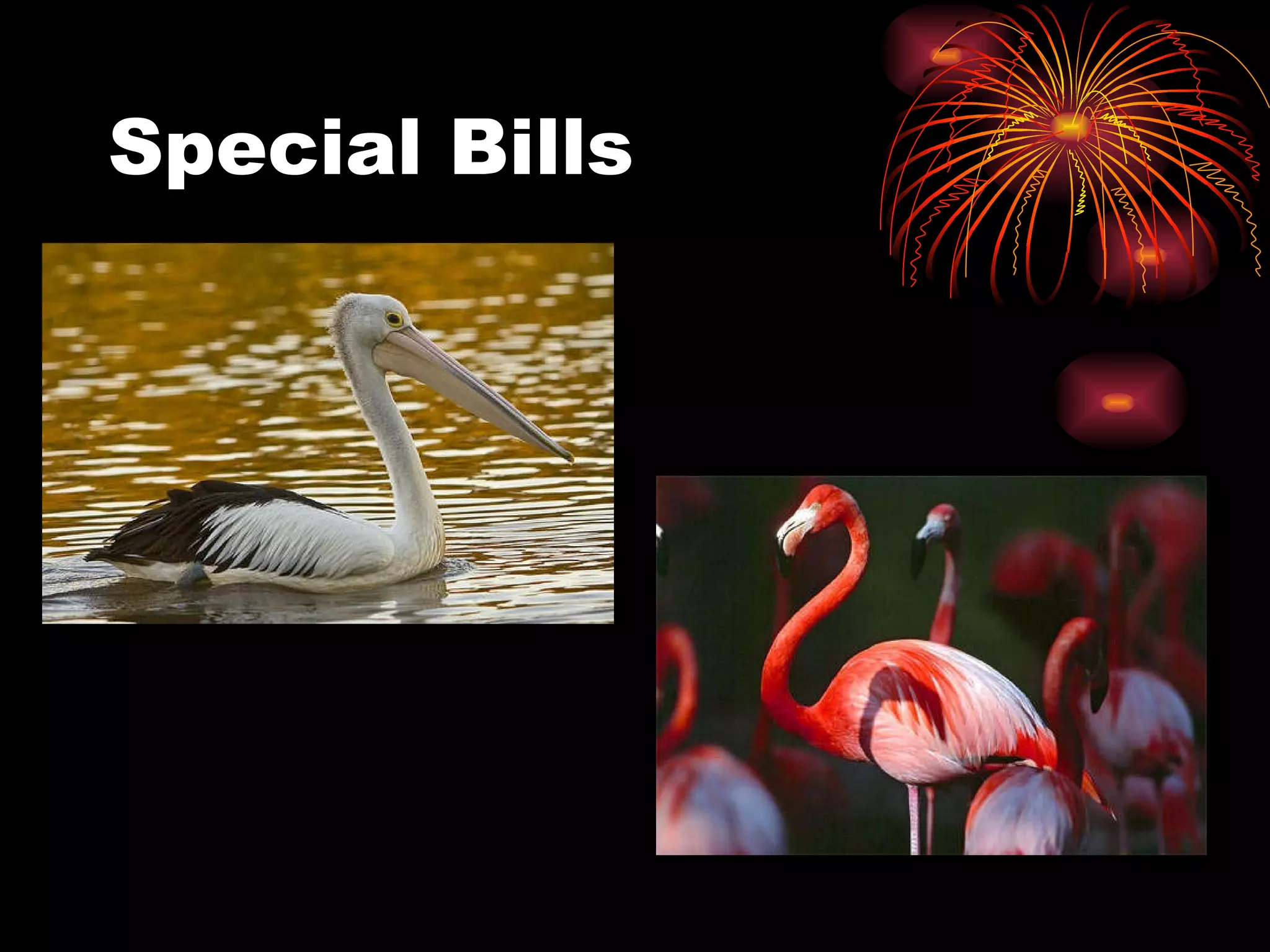 Animaladaptatoins | PPT