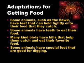 Animaladaptatoins | PPT