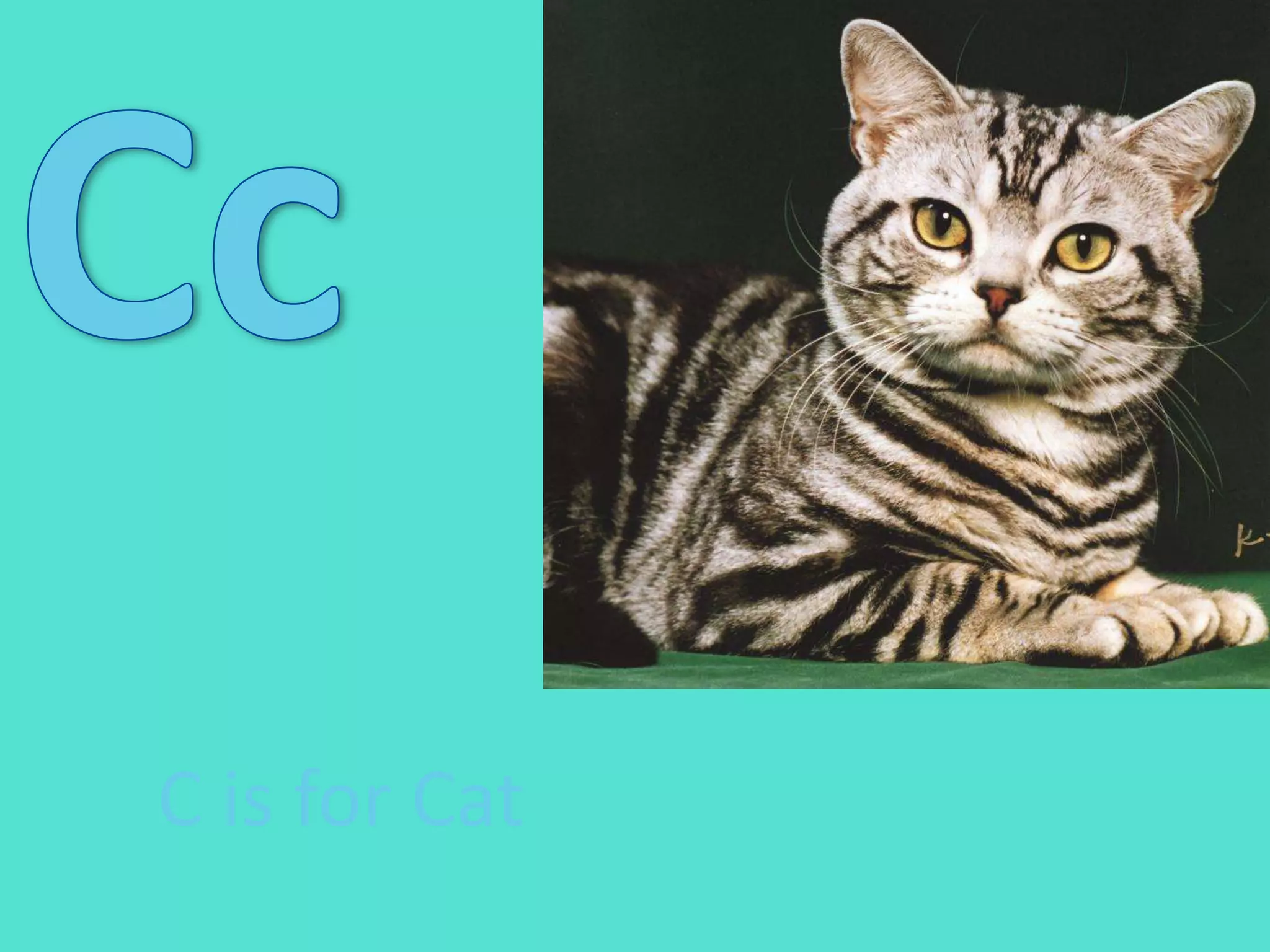 Animal alphabet | PPTX