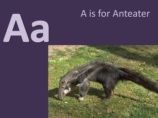 Animal alphabet | PPTX
