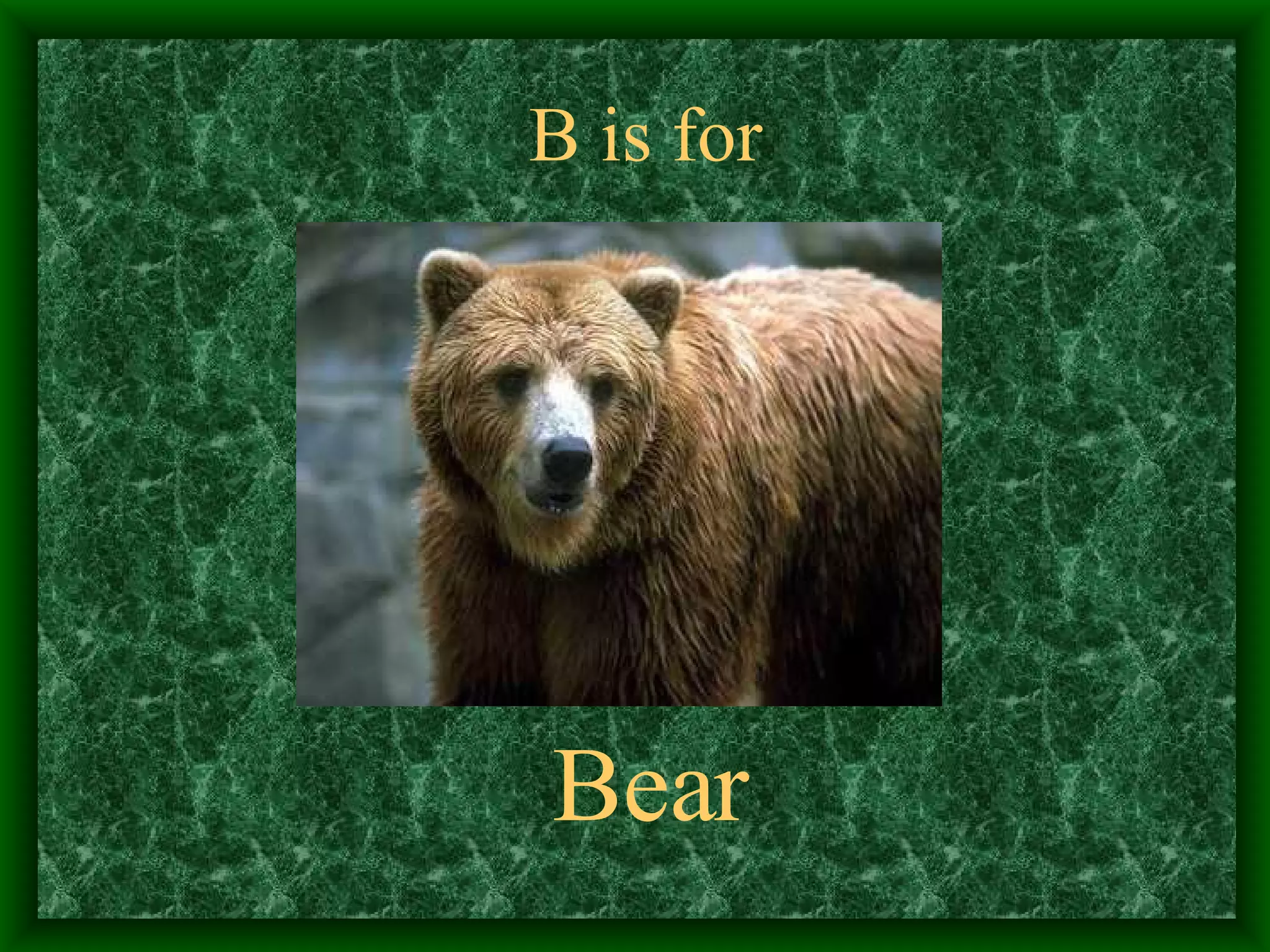 Animal Alphabet | PPT